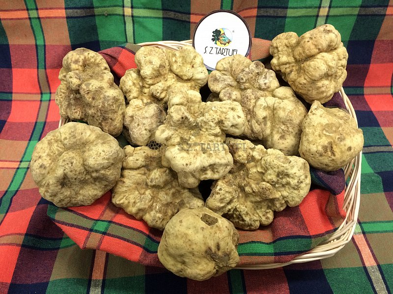 Fresh white truffle extra choice - tuber magnatum pico - S.z. tartufi ...